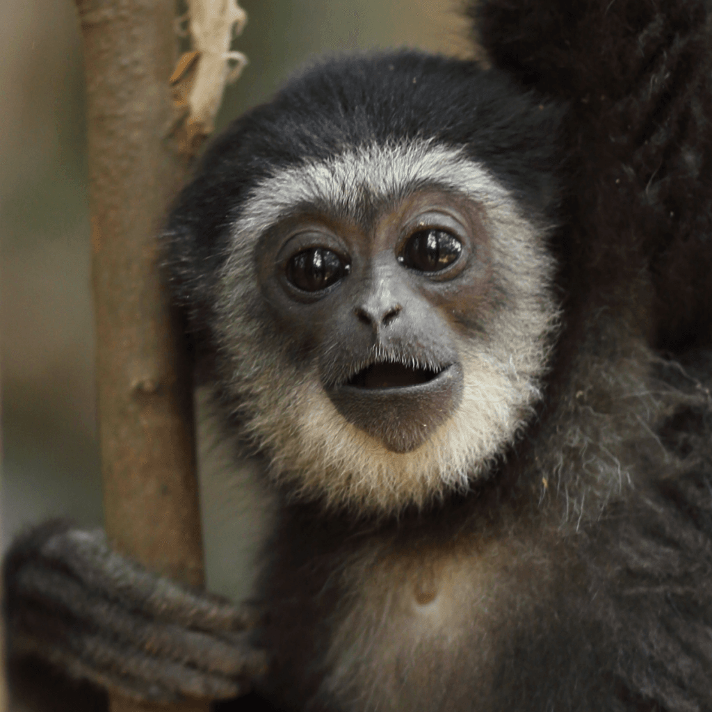 Adopt a Gibbon – Gibbon Conservation Society