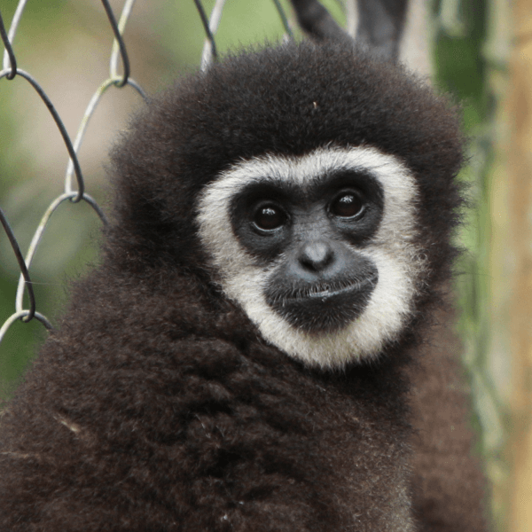 Adopt a Gibbon – Gibbon Conservation Society