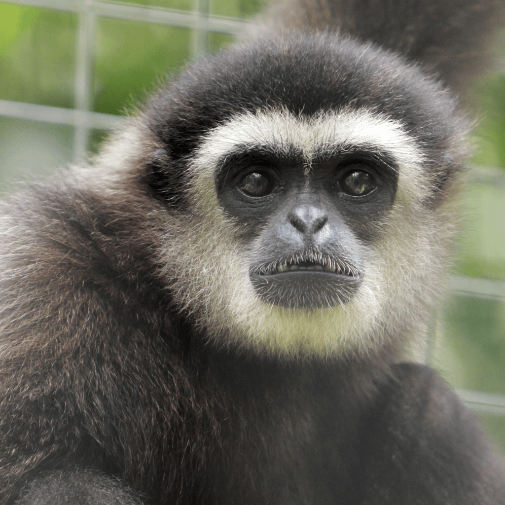 Adopt a Gibbon – Gibbon Conservation Society