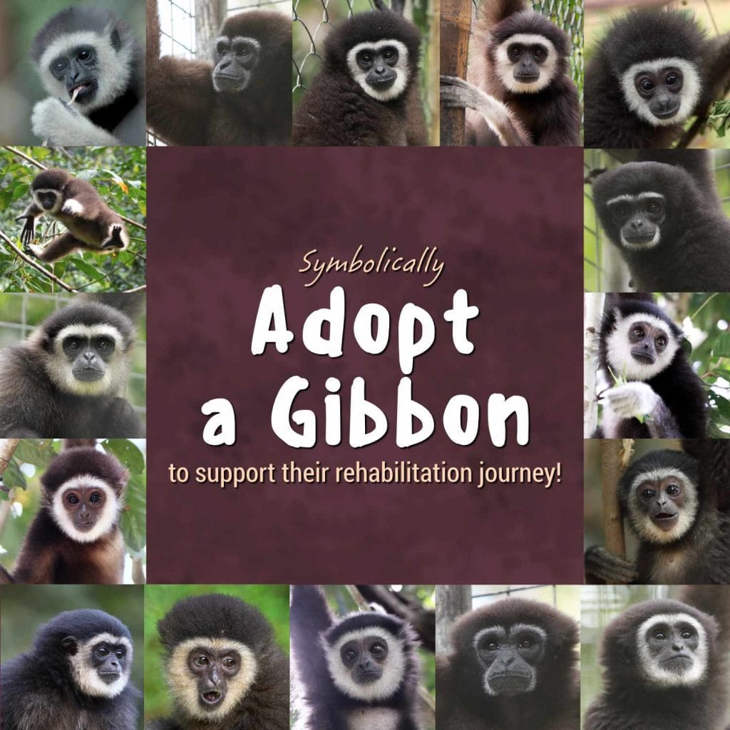 Support Us – Gibbon Conservation Society