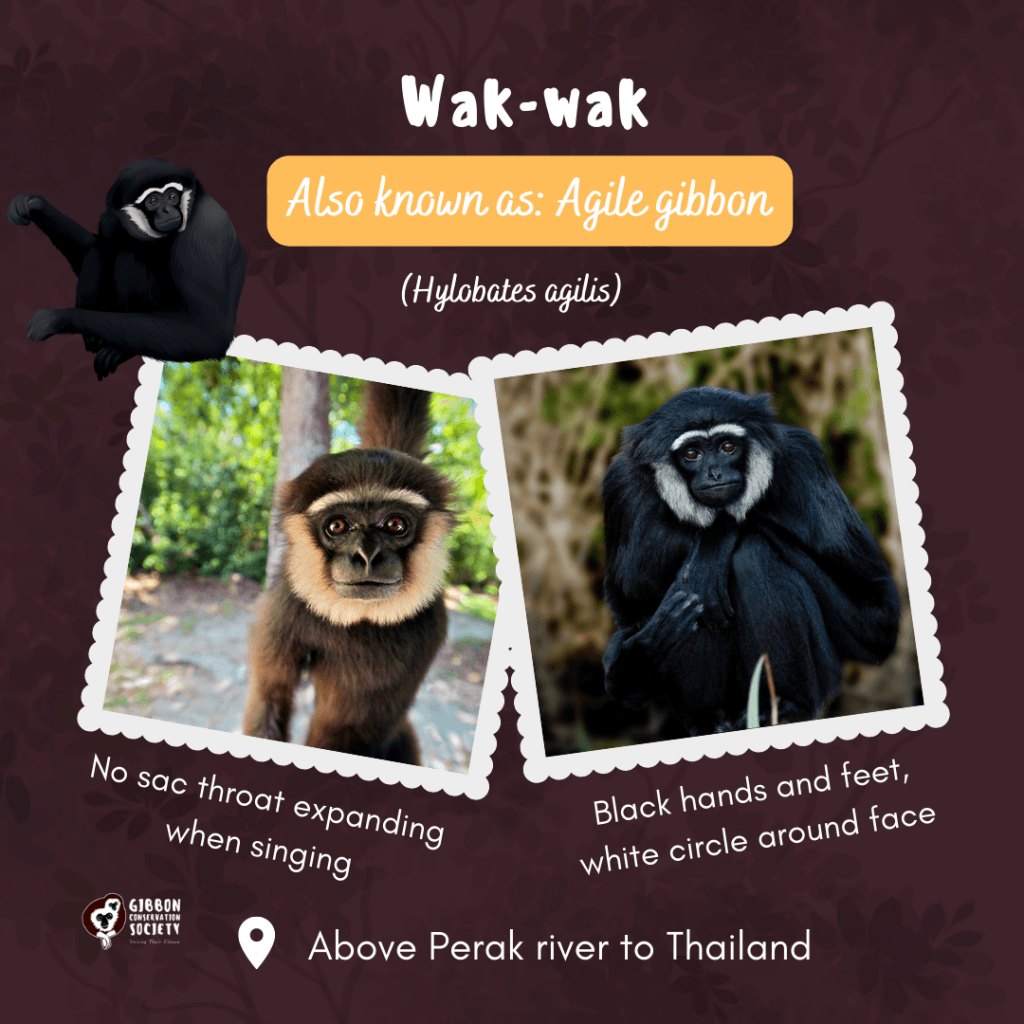 Gibbons – Malaysia’s Endangered Singing Apes – Gibbon Conservation Society