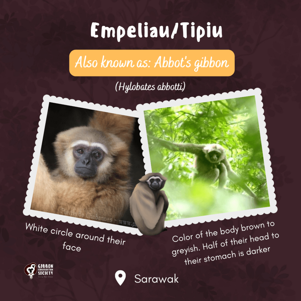 Gibbons – Malaysia’s Endangered Singing Apes – Gibbon Conservation Society