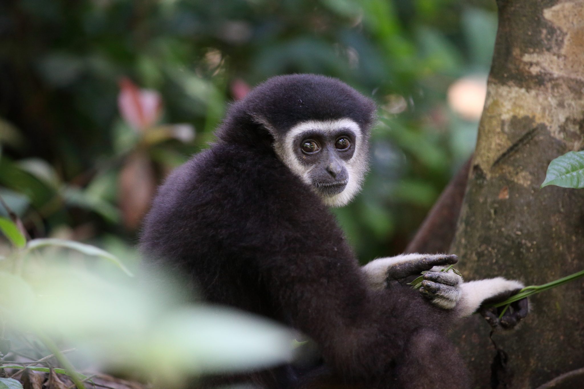 GCS Virtual Volunteer Program – Gibbon Conservation Society
